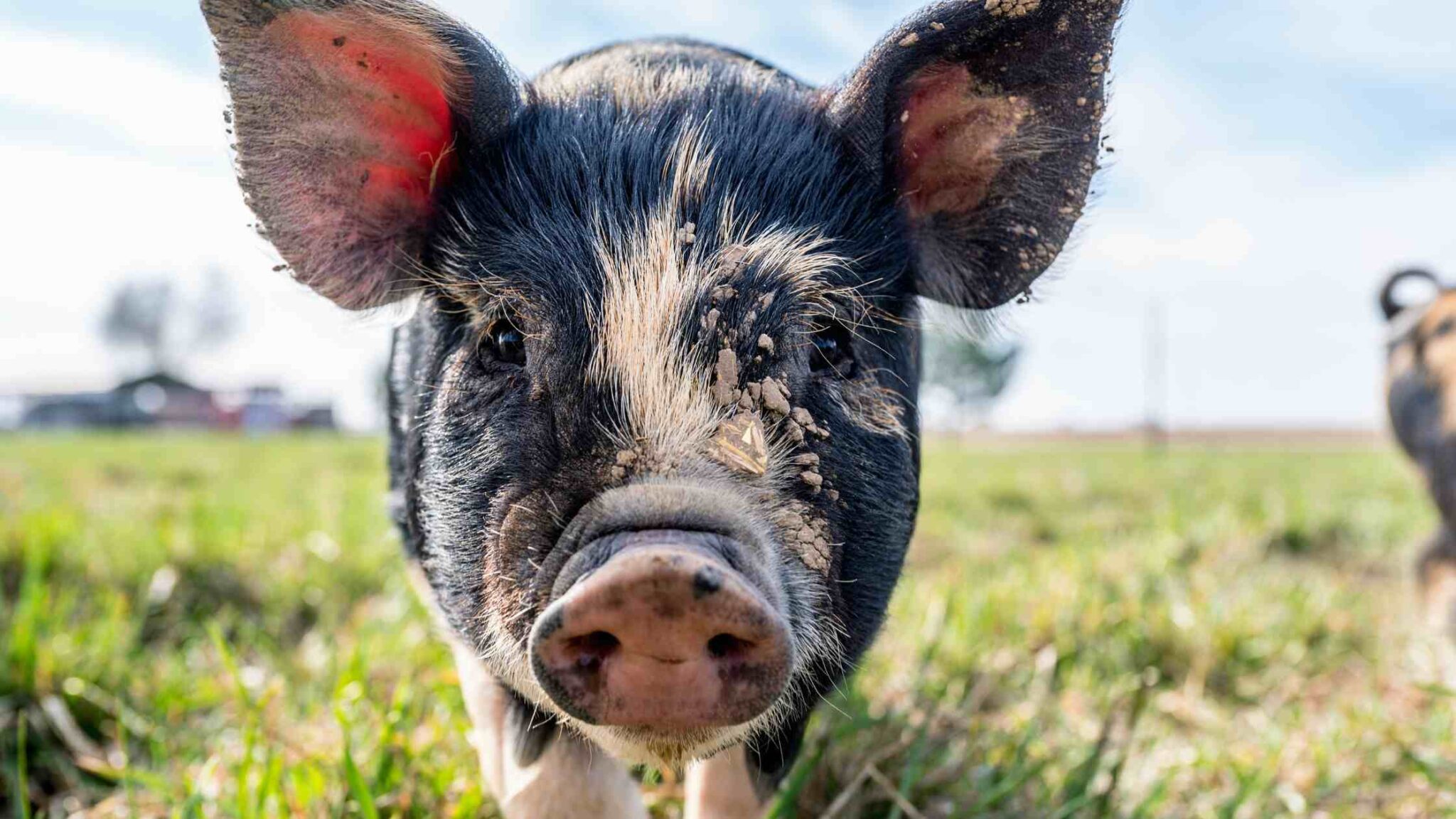 Make 60K/year on 5 Acres: Regenerative Pig Farming with Joel Salatin's ...