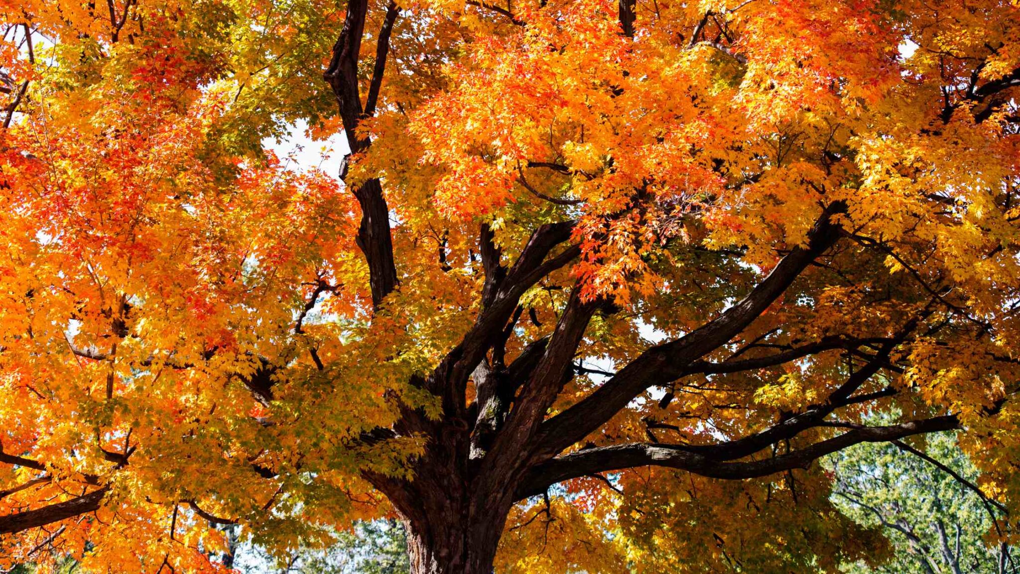 Exploring 16 Trees That Can Be Tapped for Syrup - GetPrepared.com